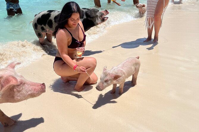Bahamas Swimming Pigs Experience on Rose Island - The Sum Up: Is This Tour Worth It?