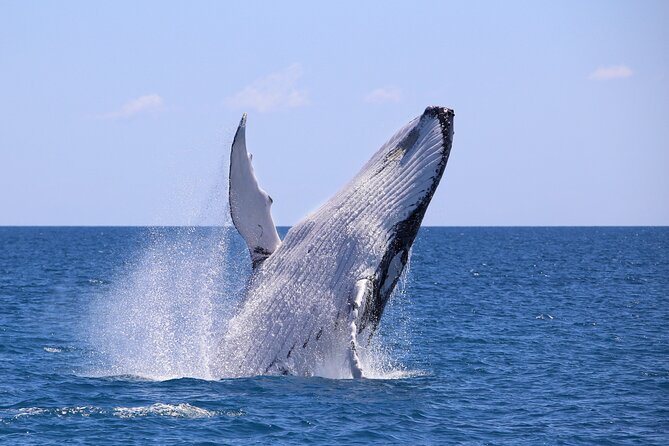 Bahía Málaga: Humpback Whale Watching in Cali - Colombia - Key Points