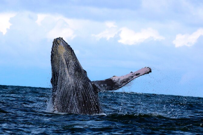Bahía Málaga: Humpback Whale Watching in Cali - Colombia - Traveler Reviews and Feedback