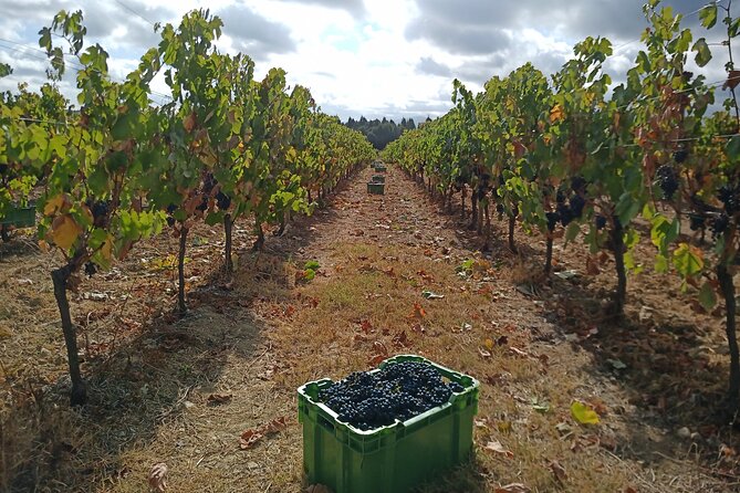 Bairrada Winery Route, half day from Coimbra - Price & Value
