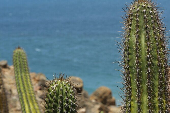 Baja Desert and Beach Electric Bike Adventure with Buffet - The Sum Up: Is This Tour Right for You?