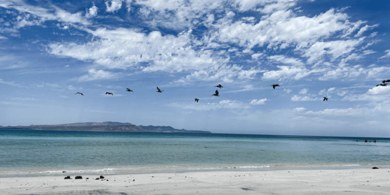 Balandra and Tecolote Beaches Day Trip with Lunch - Who Will Love This Tour?