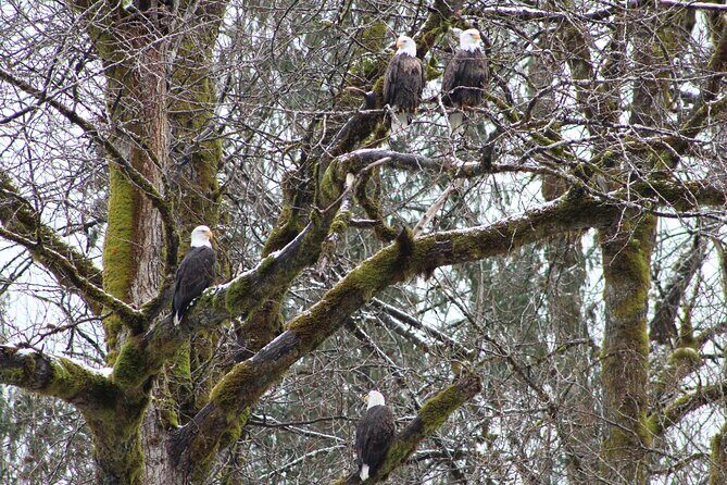 Bald Eagles Nesting Area Tour at Skagit River - Key Points