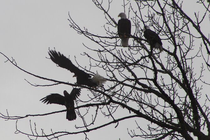 Bald Eagles Nesting Area Tour at Skagit River - An In-Depth Look at the Skagit River Bald Eagle Tour