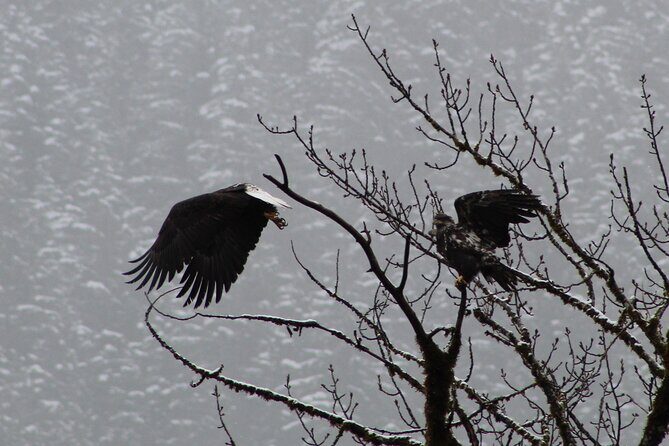 Bald Eagles Nesting Area Tour at Skagit River - FAQ