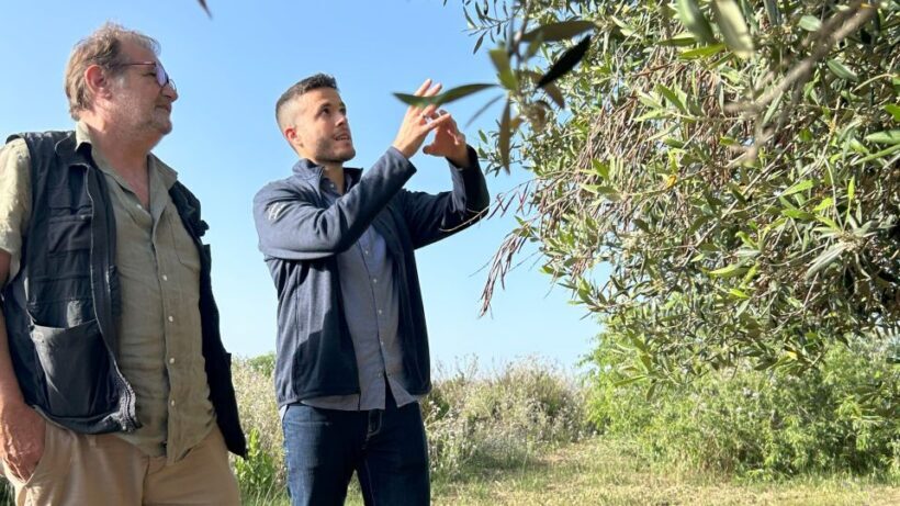 Balestrate: Olive Grove Tour with Wines & Olive Oil Tasting - Who Will Love This Tour?