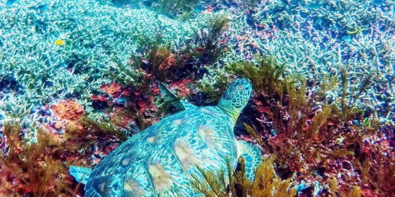 Bali: 2-Day PADI Advanced Open Water Course - Who This Experience Is Best For