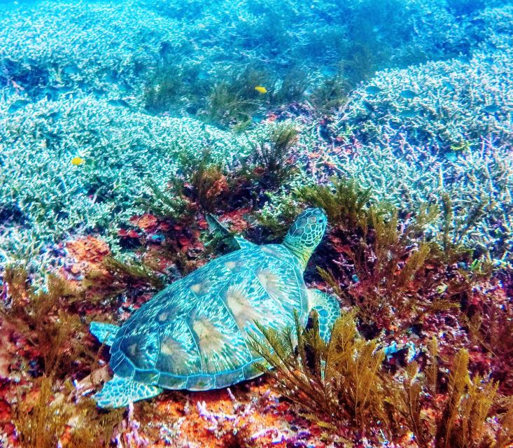 Bali: 2-Day PADI Advanced Open Water Course - Frequently Asked Questions