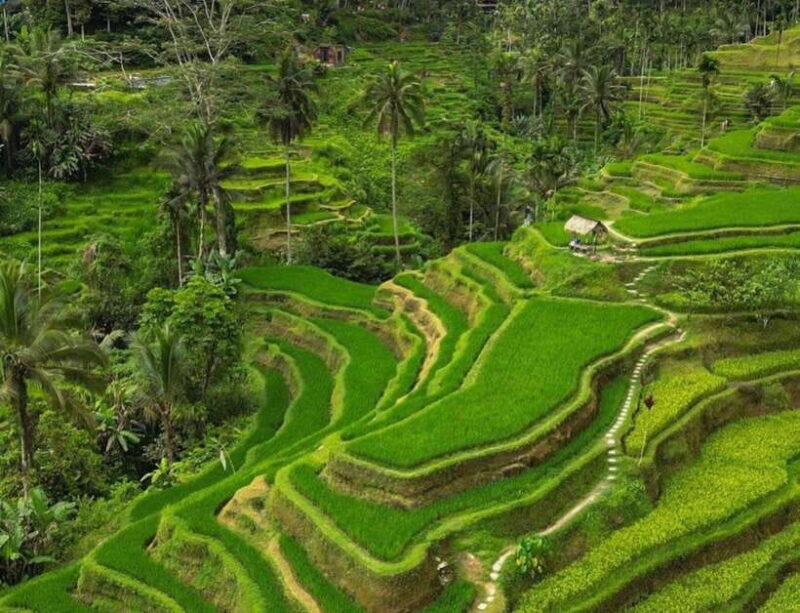 Bali: 3-Day Private Must-Do Highlights Nature & Culture Tour - Authentic Experiences and Practical Tips