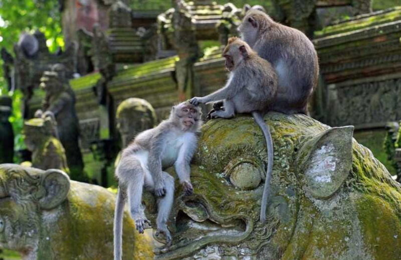Bali Adventure: ATV Ride & Sacred Monkey Forest Experience - Who Will Love This Tour?