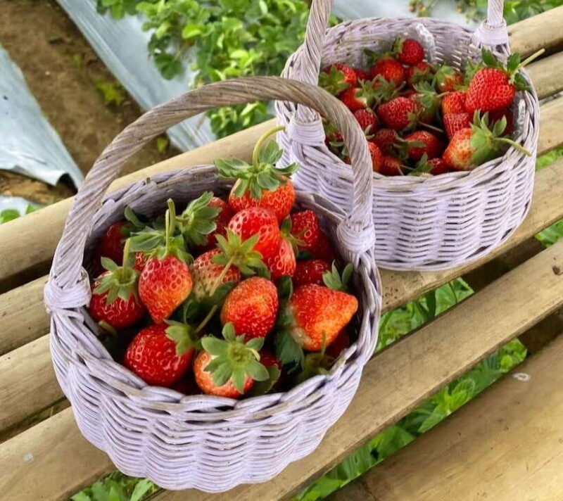 Bali: Agricultural Adventure Private Tour - The Itinerary in Detail