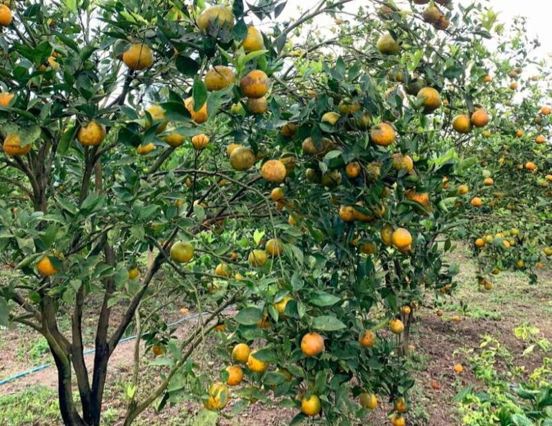 Bali: Agricultural Adventure Private Tour - FAQ