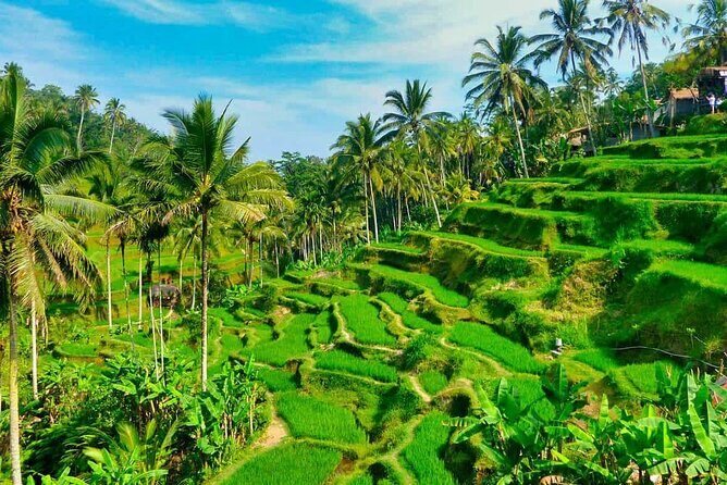 Bali All Inclusive Tour: Ubud - Tegalalang - Kintamani - Who Will Enjoy This Tour?