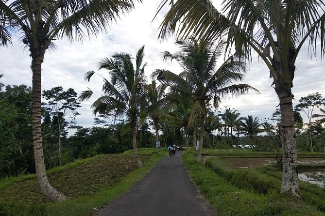 Bali Amazing Cycling Tour - Logistics, Pricing, and Practical Tips