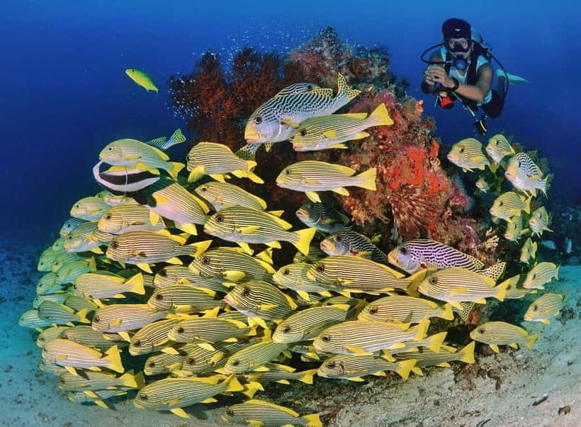 Bali/Amed: 2 Fun Dives for Certified Divers with Transfers - Final Thoughts — Who Will Love This Tour?