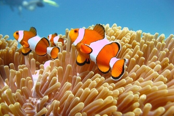 Bali ATV Quad Bike Adventure and Snorkeling Tour - FAQ