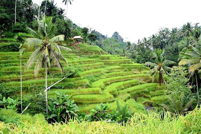 Bali Ayung River Rafting and Kintamani Mt. Batur Volcano View - An In-Depth Look at the Tour Experience