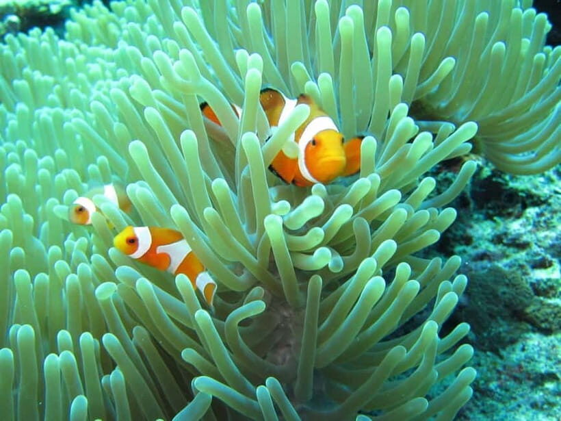 Bali: Basic Snorkeling at Menjangan Island - Bali: Basic Snorkeling at Menjangan Island