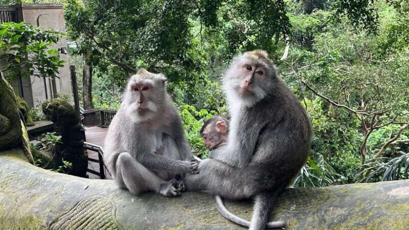 Bali: Batuan temple, Monkey Forest, Kato Lampo waterfall - Value and Pricing: Is It Worth It?