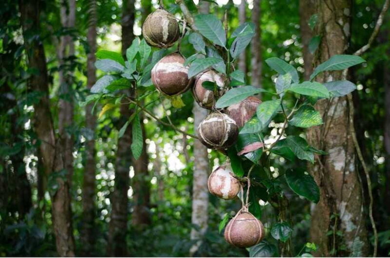 Bali/Batur: Mystical & Burial Rituals Tour with Kehen Temple - FAQ