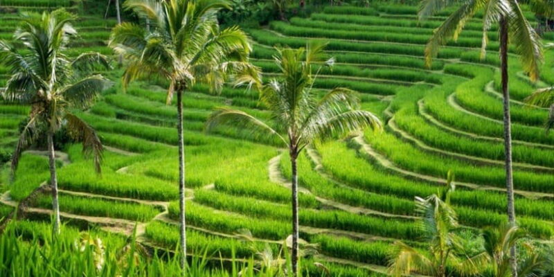 Bali: Bedugul Private Tour with Driver-Guide - Key Points