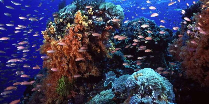 Bali Benoa: Lembongan Reef & Water Activities Day Cruise - Water Activities and Cultural Experiences