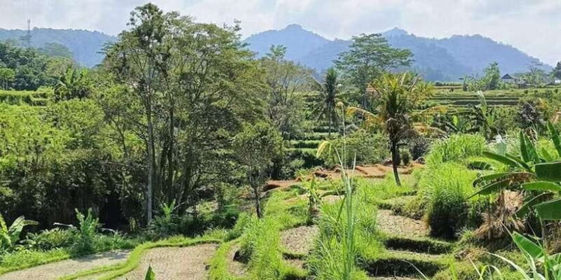 Bali: Besakih Temple and Sidemen Tour - Who Will Love This Tour?