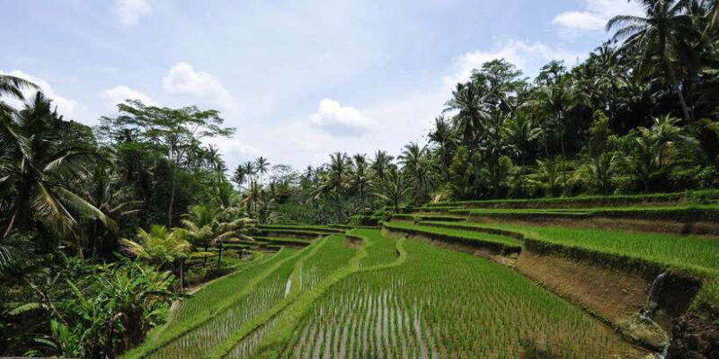 Bali: Best Sunrise Spots & Ubud Monkey Forest Private Tour - The Practical Side of the Tour