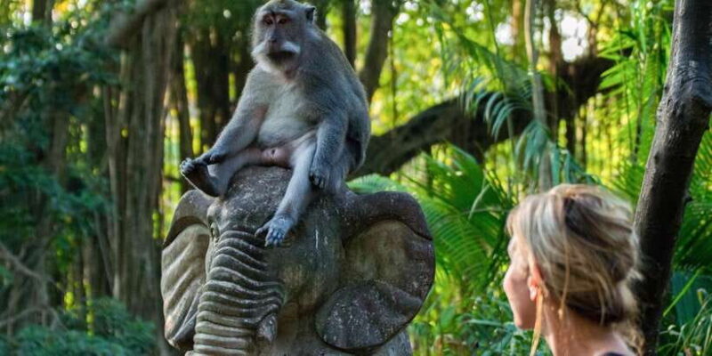 Bali: Best Sunrise Spots & Ubud Monkey Forest Private Tour - The Value of Guided Personalization