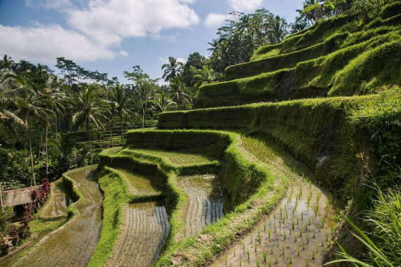 Bali: Best Waterfalls & Rice Terrace with Private Transfers - Final Drop-off and Reflection