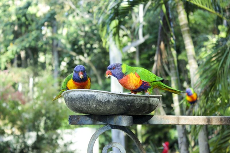 Bali Bird Park: 1-Day Admission Ticket - What Makes Bali Bird Park Stand Out