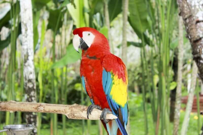 Bali Bird Park: 1-Day Admission Ticket - The 4D Cinema Experience