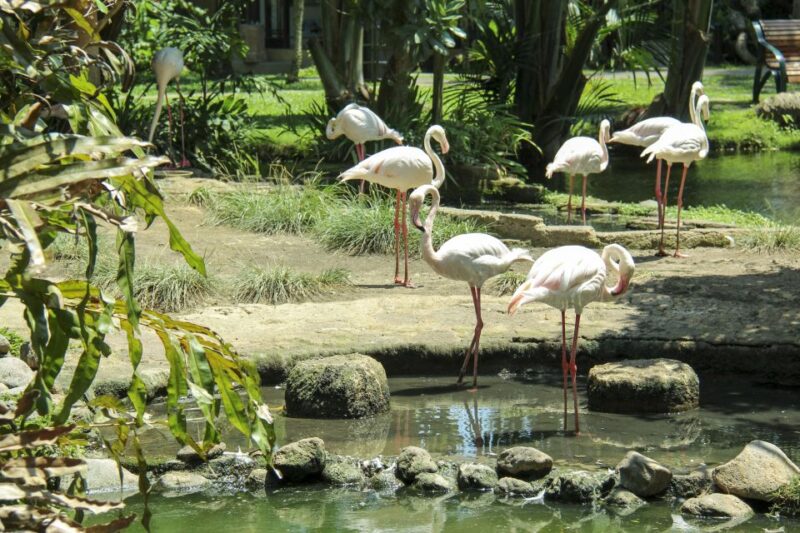 Bali Bird Park: 1-Day Admission Ticket - The Visitors Experience