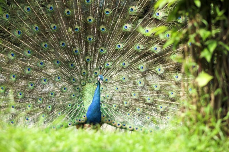 Bali Bird Park: 1-Day Admission Ticket - Comparing the Value