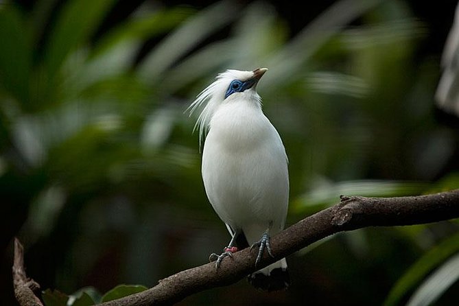 Bali Bird Park Admission Ticket with Hotel Transfer - Who Will Love This Tour?