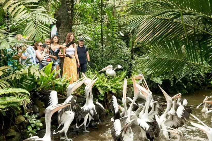 Bali Bird Park & Pirate Dinner Cruise the Unique Adventure - An In-Depth Look at the Experience