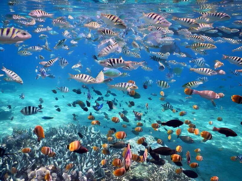 Bali: Blue Lagoon and Tanjung Jepun Snorkeling Tour - Key Points