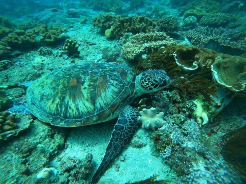 Bali: Blue Lagoon and Tanjung Jepun Snorkeling Tour - A Closer Look at the Itinerary