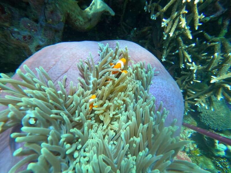 Bali: Blue Lagoon and Tanjung Jepun Snorkeling Tour with - What Travelers Say