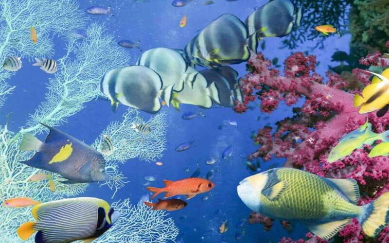 Bali Blue Lagoon Snorkeling Tour - Introduction