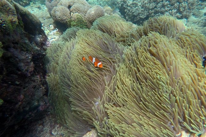 Bali Blue Lagoon Snorkeling Tour With Sea Side Lunch And Transfer - Key Points