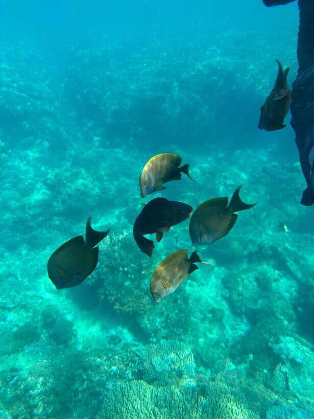 Bali: Blue Lagoon Snorkeling, Waterfall, and Plantation - Key Points