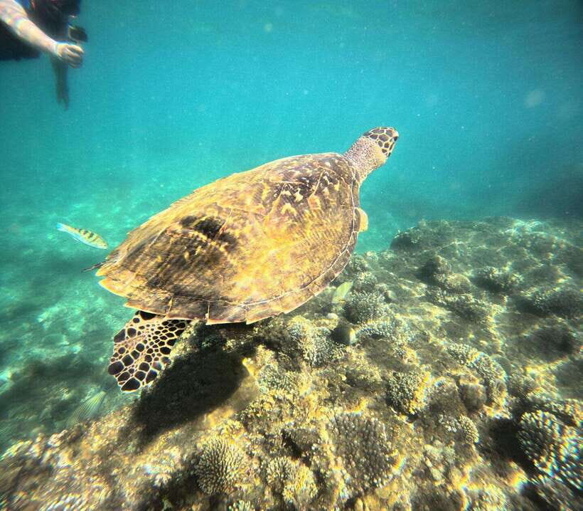 Bali: Blue Lagoon Snorkeling, Waterfall, and Plantation - What to Expect from This Tour