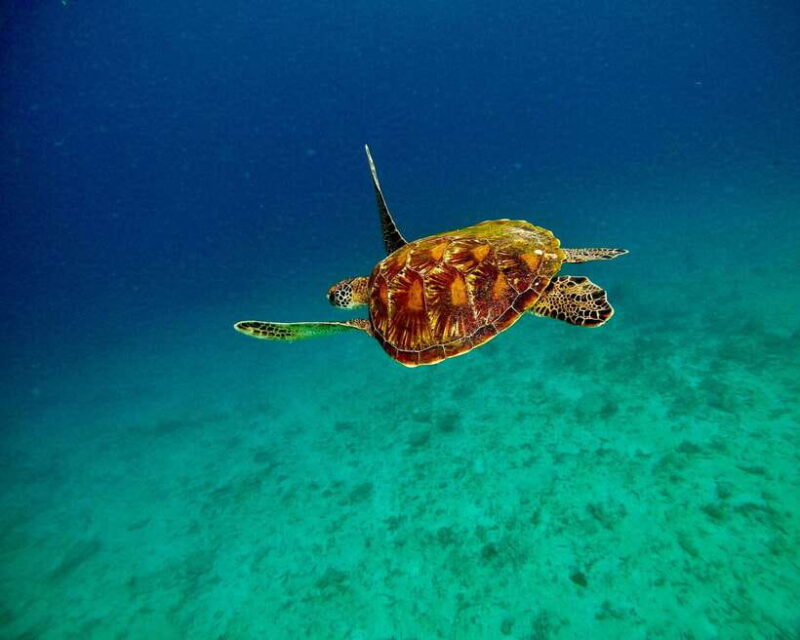 Bali: Blue Lagoon & Tanjung Jepun Snorkeling & lunch - Authentic Experiences and Tour Quality