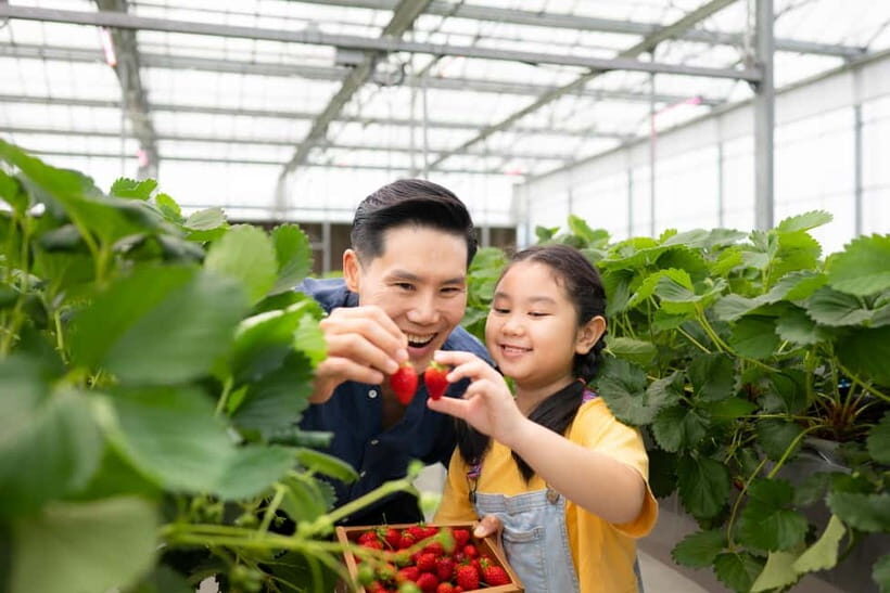 Bali: Botanical Garden, Strawberry Farm & Coffee Tour - Key Points