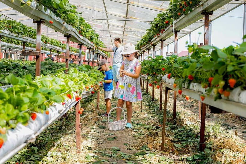 Bali: Botanical Garden, Strawberry Farm & Coffee Tour - What Travelers Say