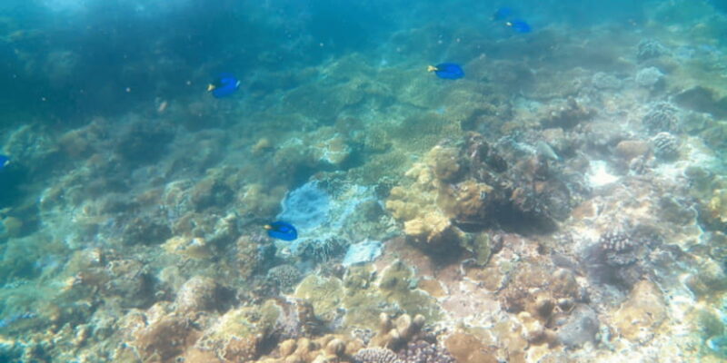 Bali: Candidasa Snorkeling Trips with Transfer - Key Points