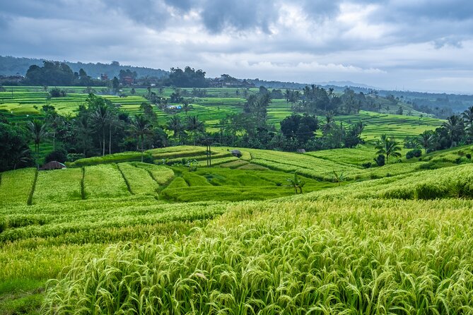 Bali Classic Volkswagen Safari - Jatiluwih and Tanah Lot Tour - Final Thoughts