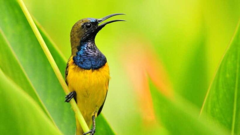 Bali: Countryside Bird Watching Tour with Hotel Transfer - Key Points