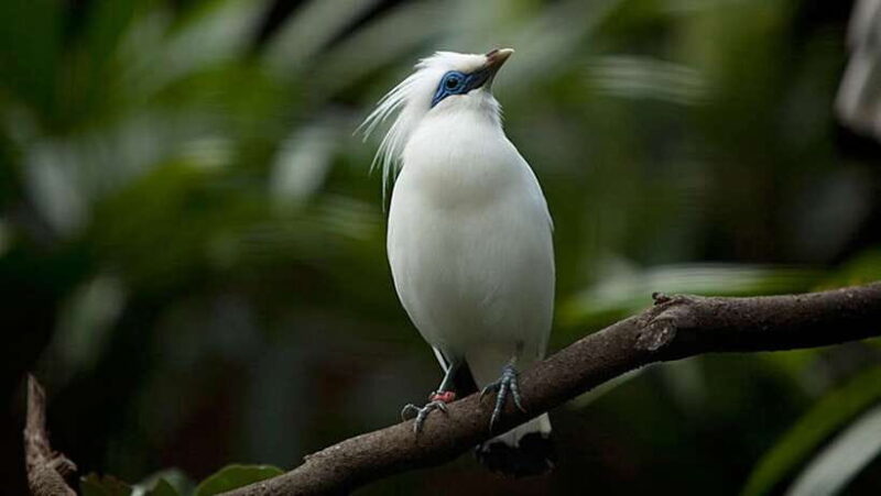 Bali: Countryside Bird Watching Tour with Hotel Transfer - Who Is This Tour Best For?